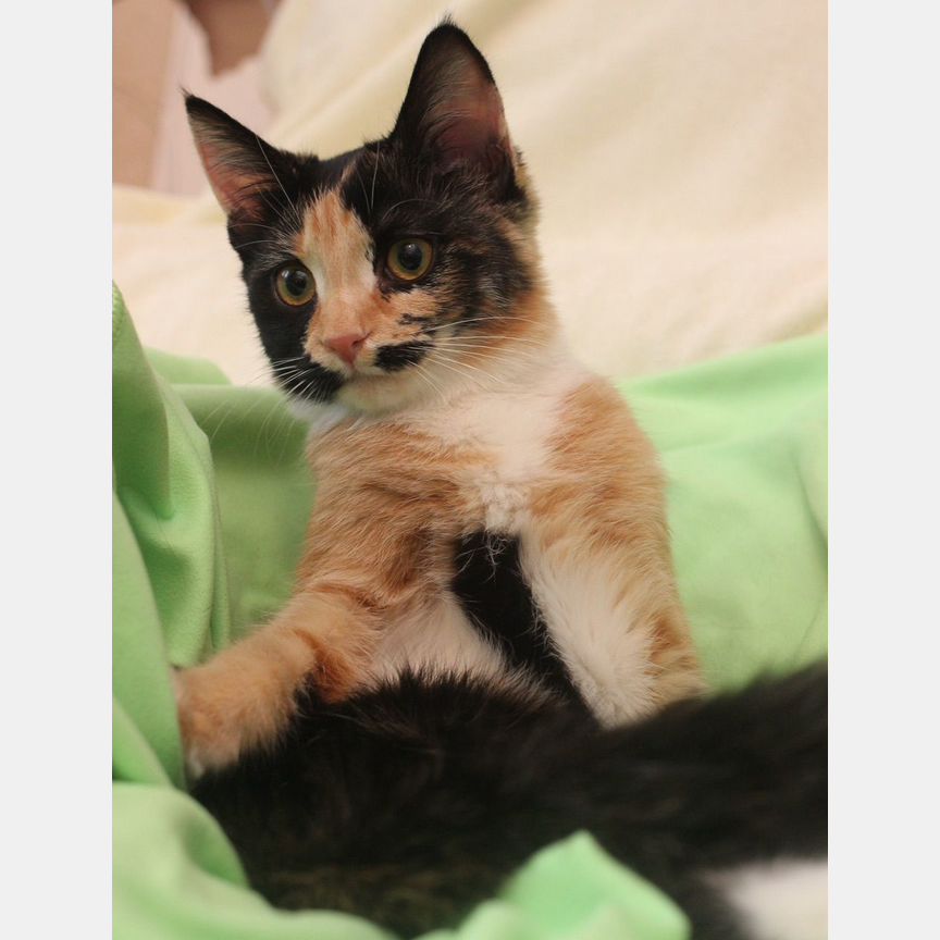 Красавица Молли 5 месяцев