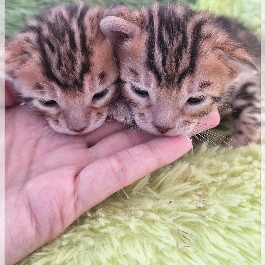 Бенгальские котята с документами