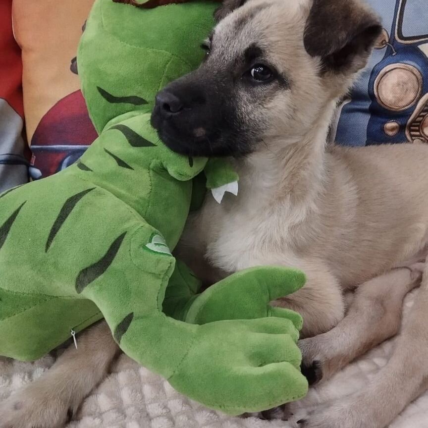 Пристраивается в добрые руки