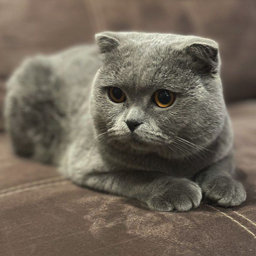 Шотландский вислоухий длинношёрстный, взрослый кот