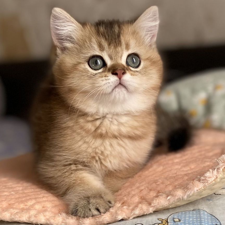 Шотландский котик Юджин