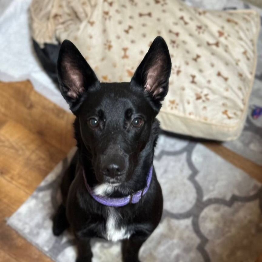 Молодой небольшой пес из приюта Некрасовка