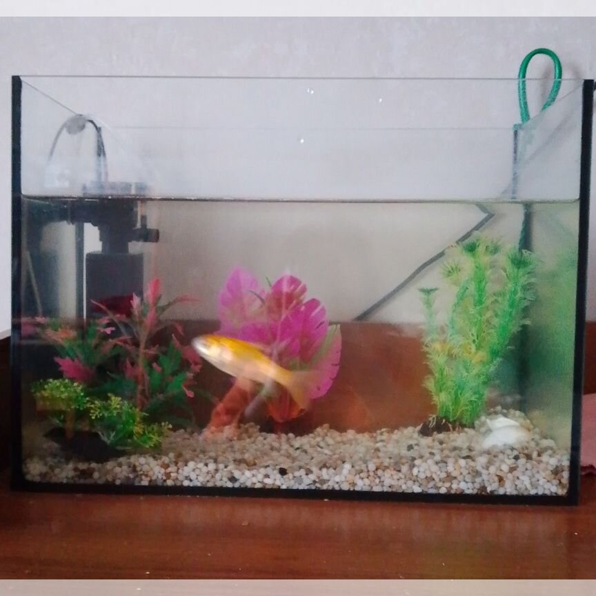 Аквариум с рыбкой
