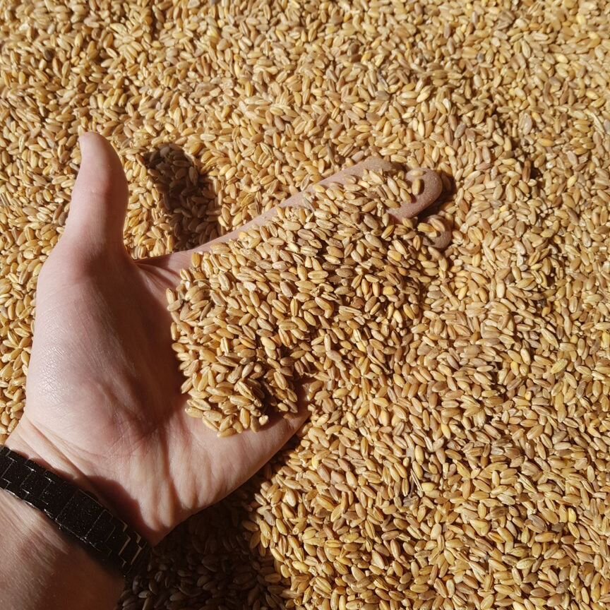 Зерно пшеница