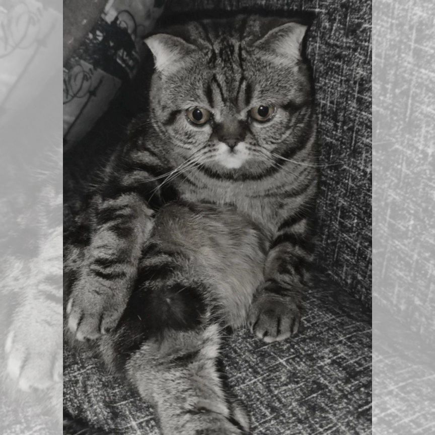Шотландская вислоухая короткошёрстная, взрослая кошка
