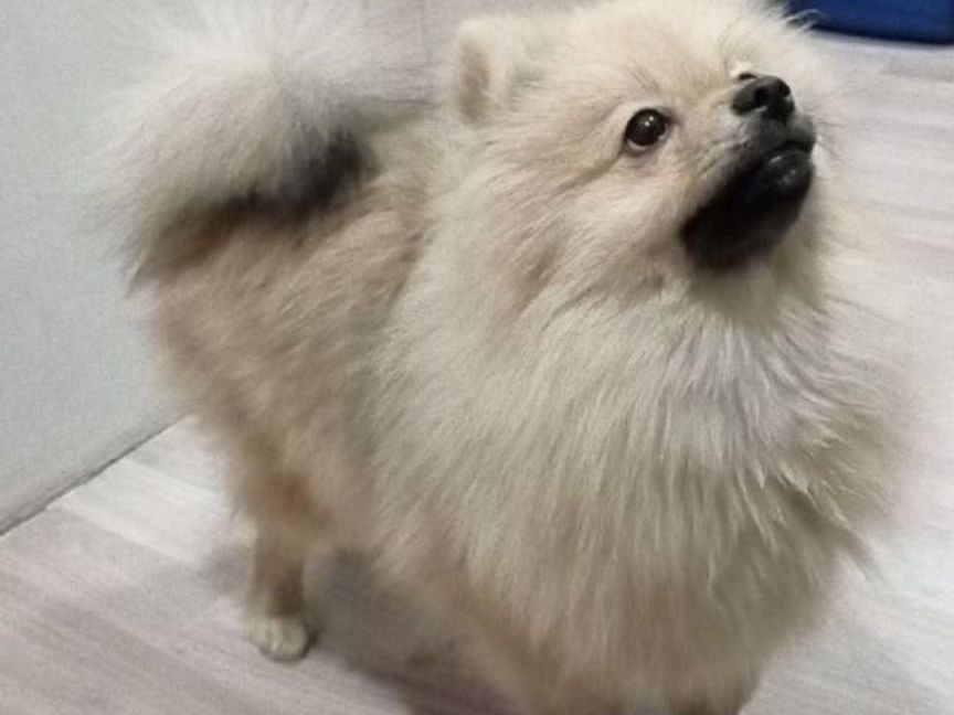 Немецкий шпиц