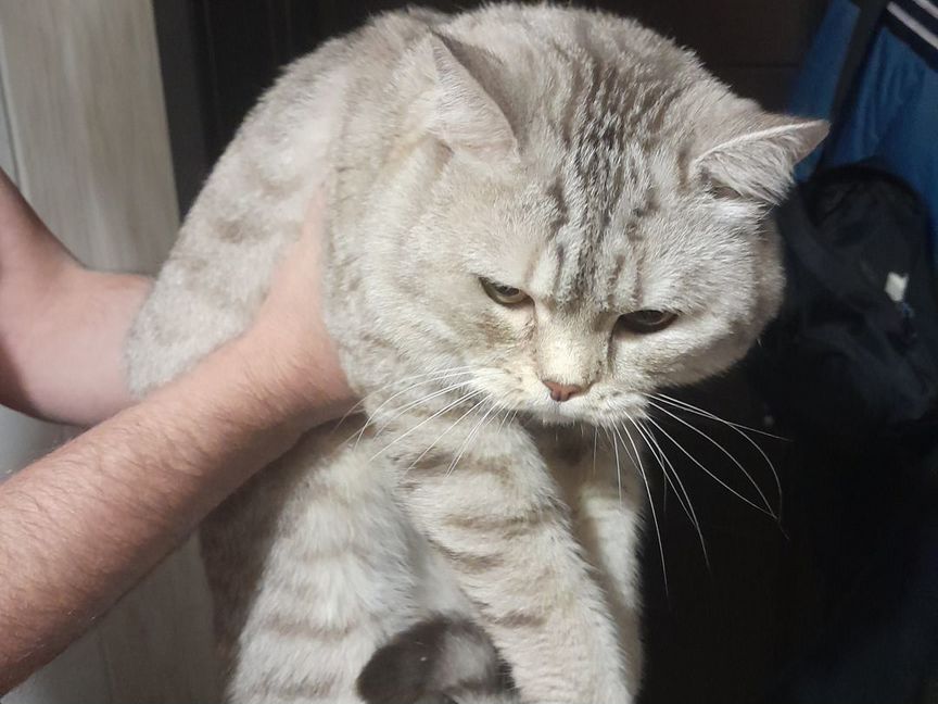 Найден кот