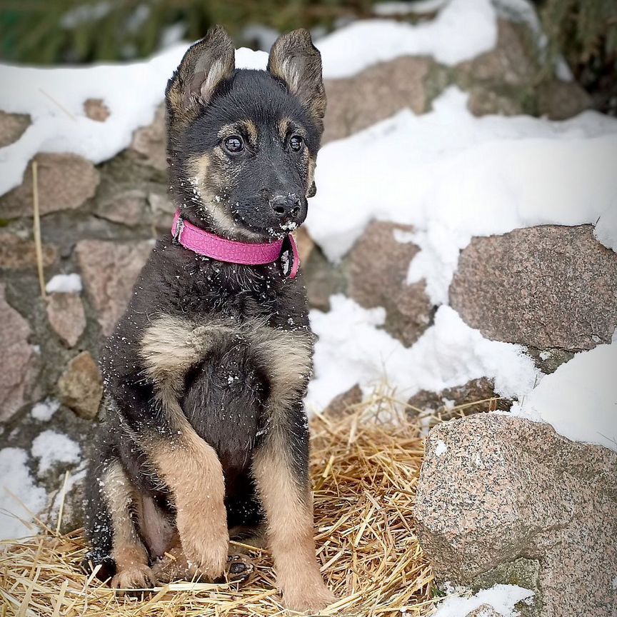 Щенок девочка бесплатно