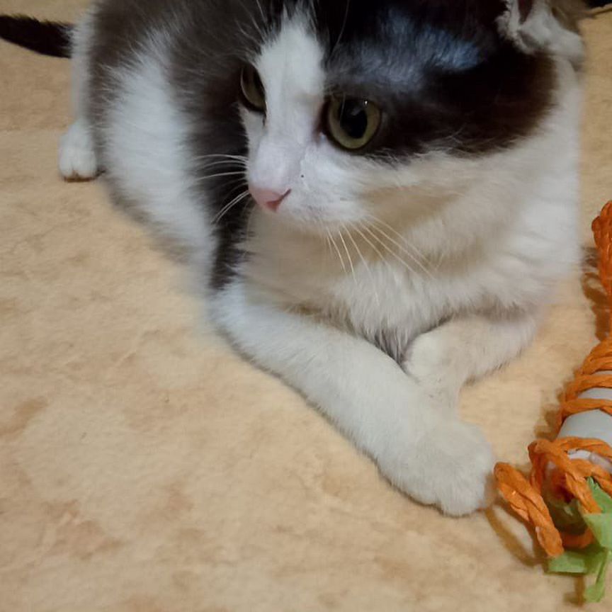 Хорошенький котенок подросток