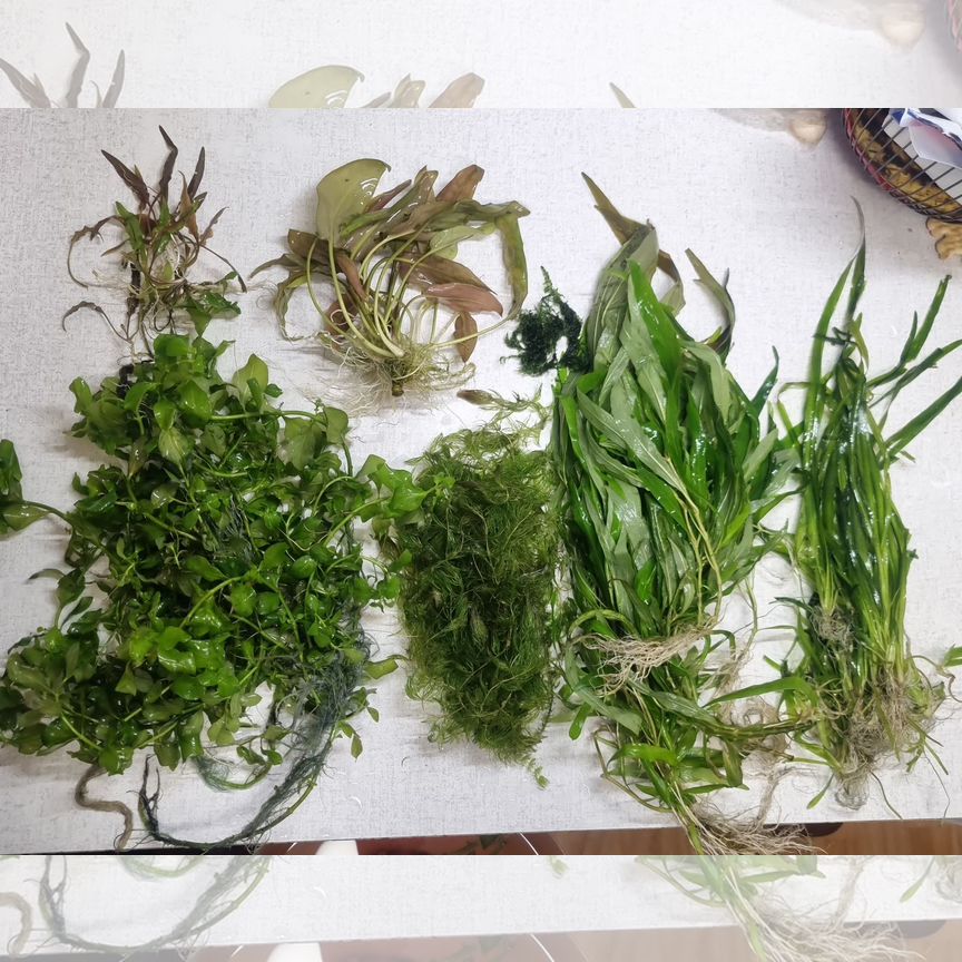 Аквариумное растение