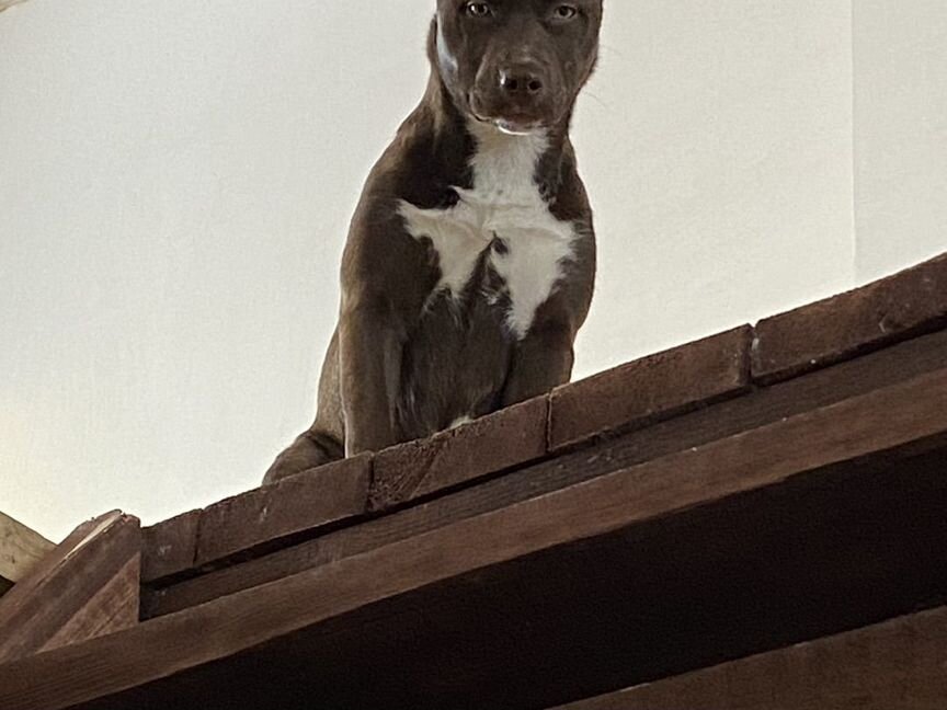 Стаффоширский терьер