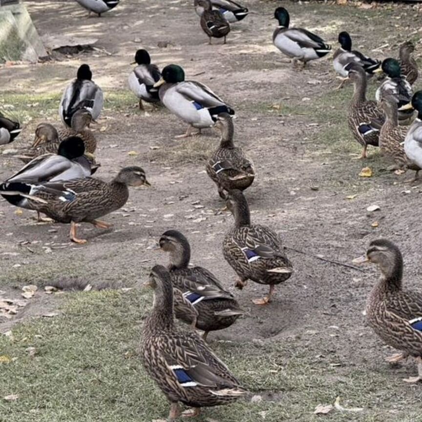 Подсадные утки