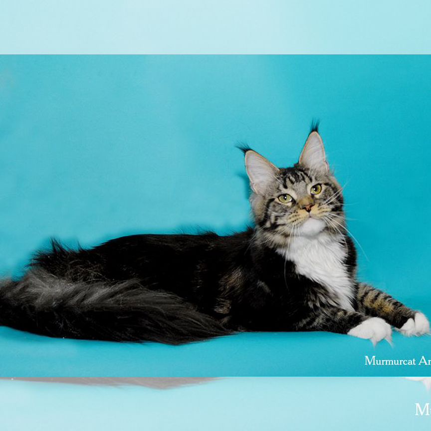 Кошечка мейн кун ищет дом