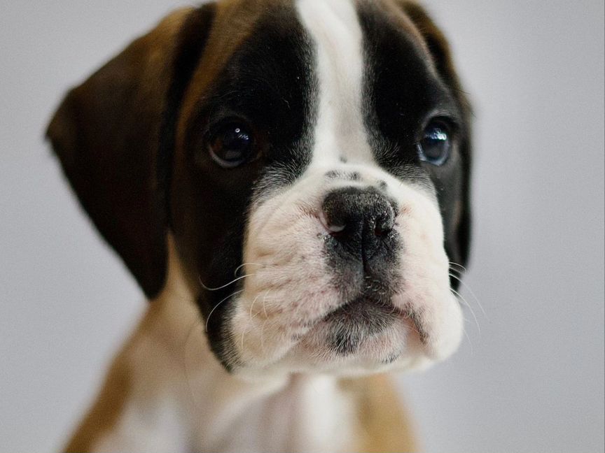 Боксер- это навсегда