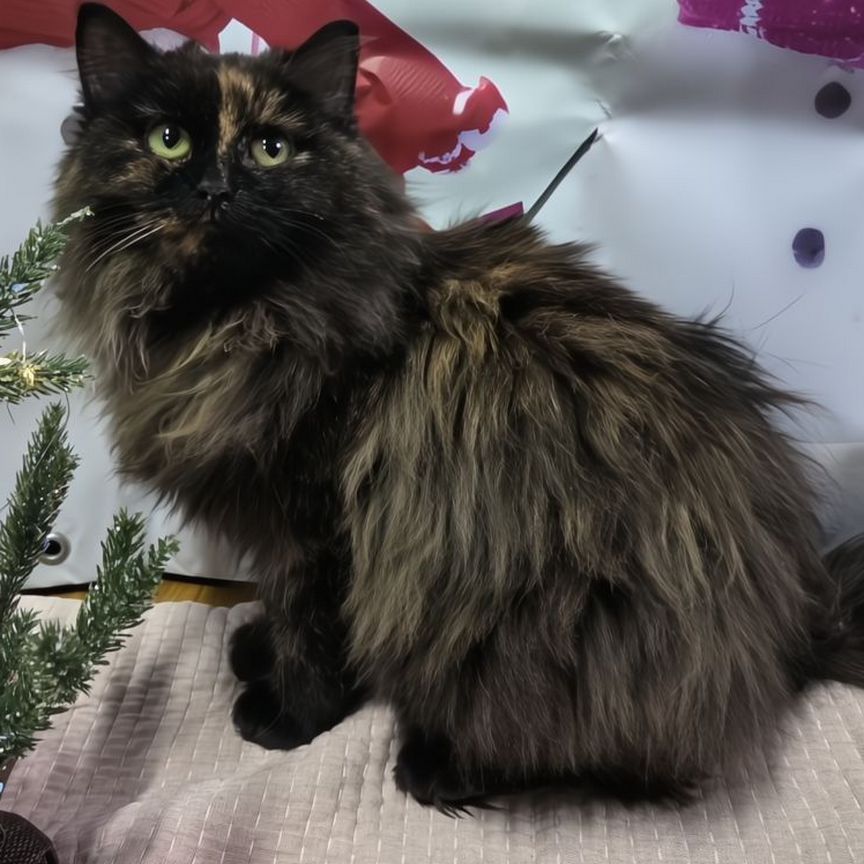 Взрослая, Девочка кошка в добрые руки