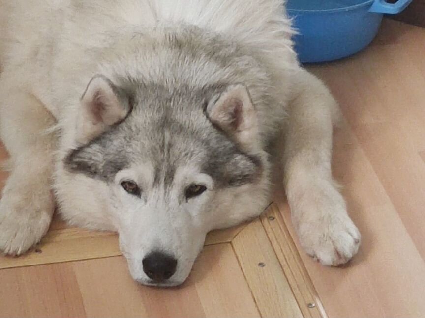 Хаски ищет подружку