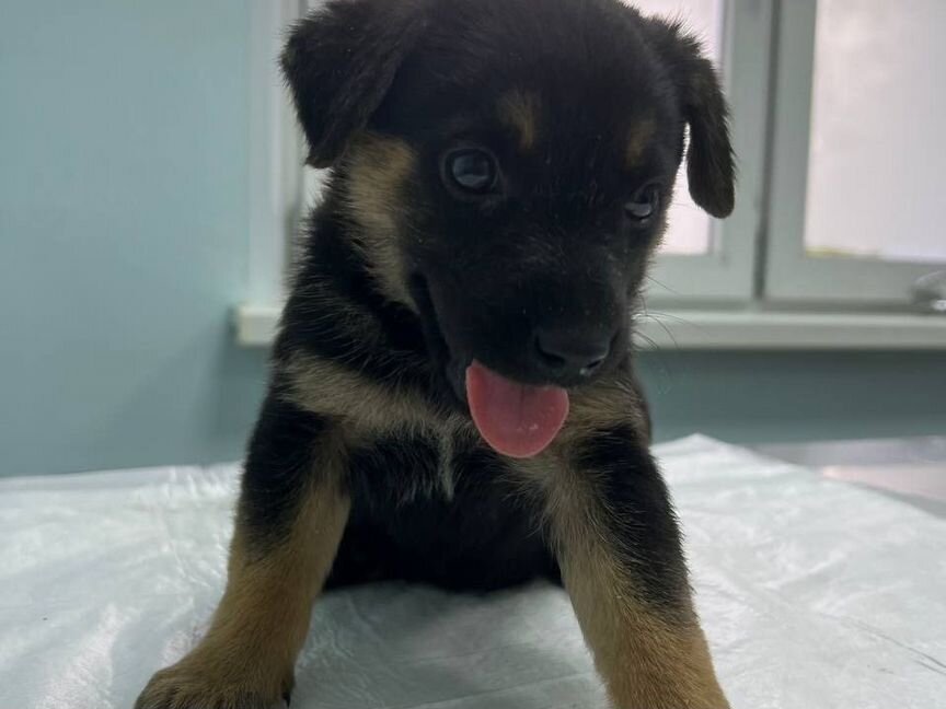 Щенок в добрые руки бесплатно