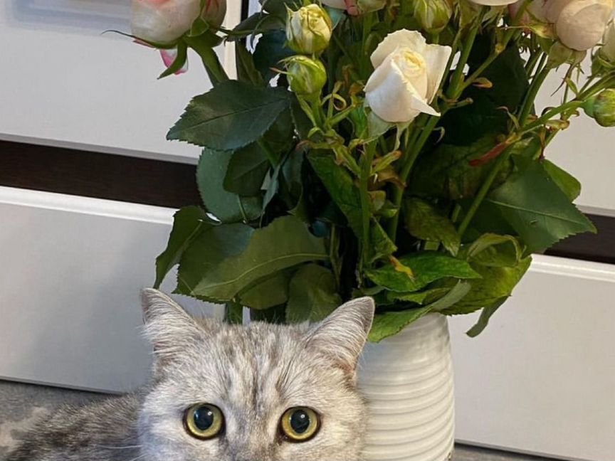 Британская кошка