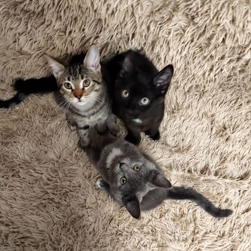 Котята в добрые руки бесплатно