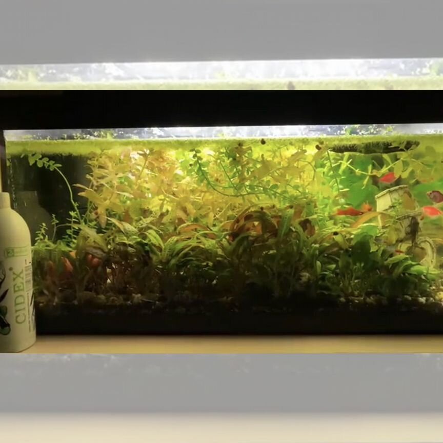 Аквариум на 50 литров