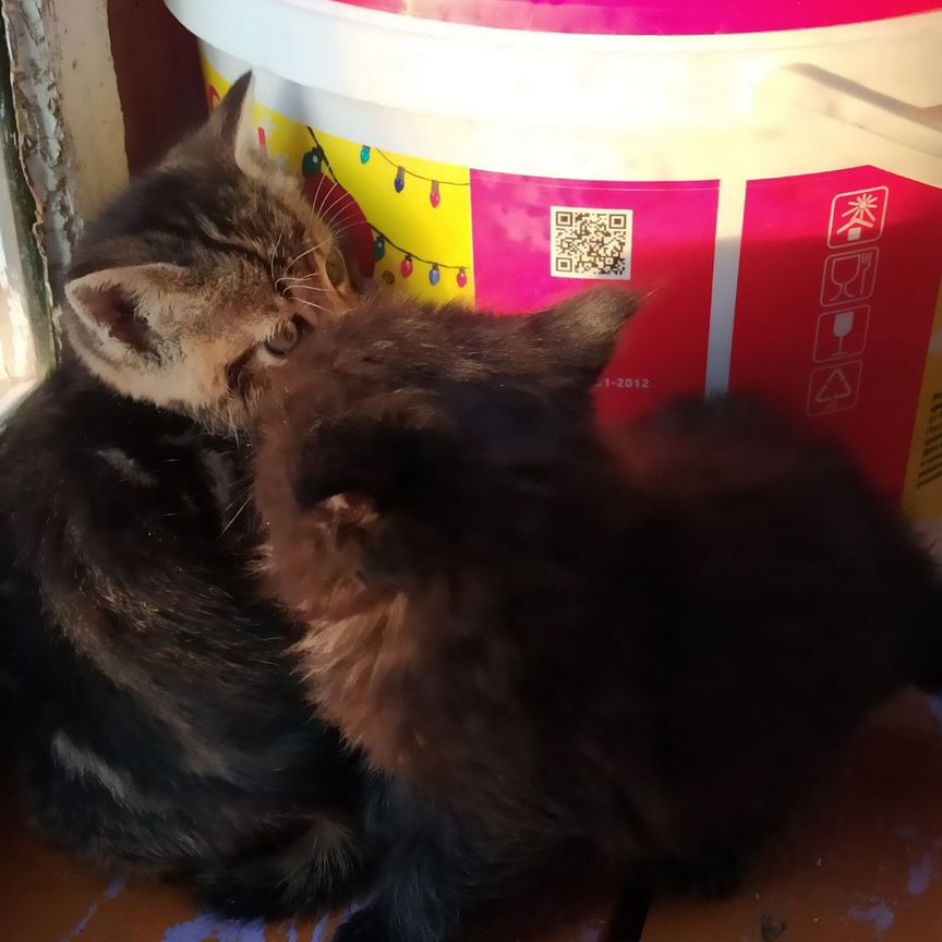 Красивые котята