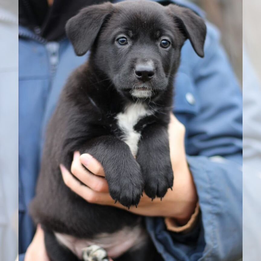 Щенок в добрые руки