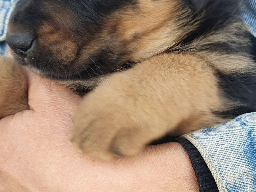 Щенки в дар в добрые руки