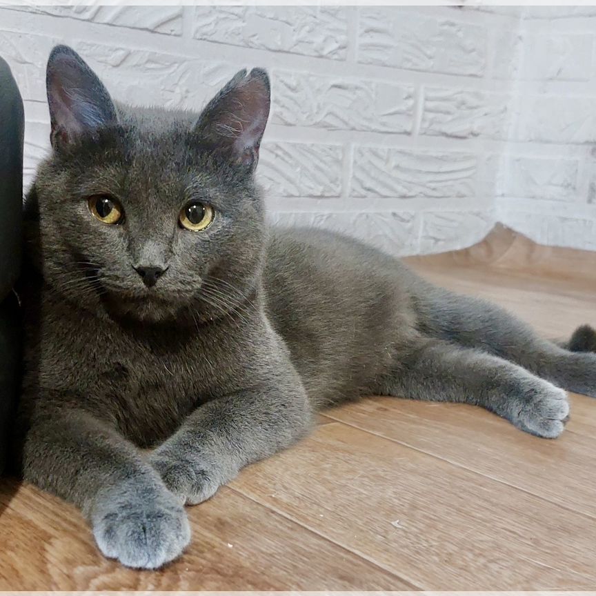 Ласковый молодой котик