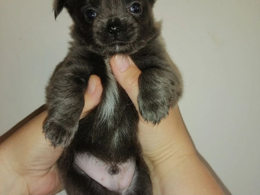 Чихуашечки, стандарт и мини