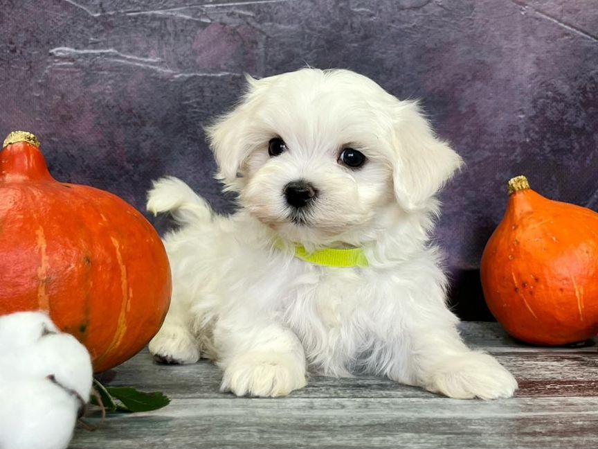 Мини мальчик мальтезе