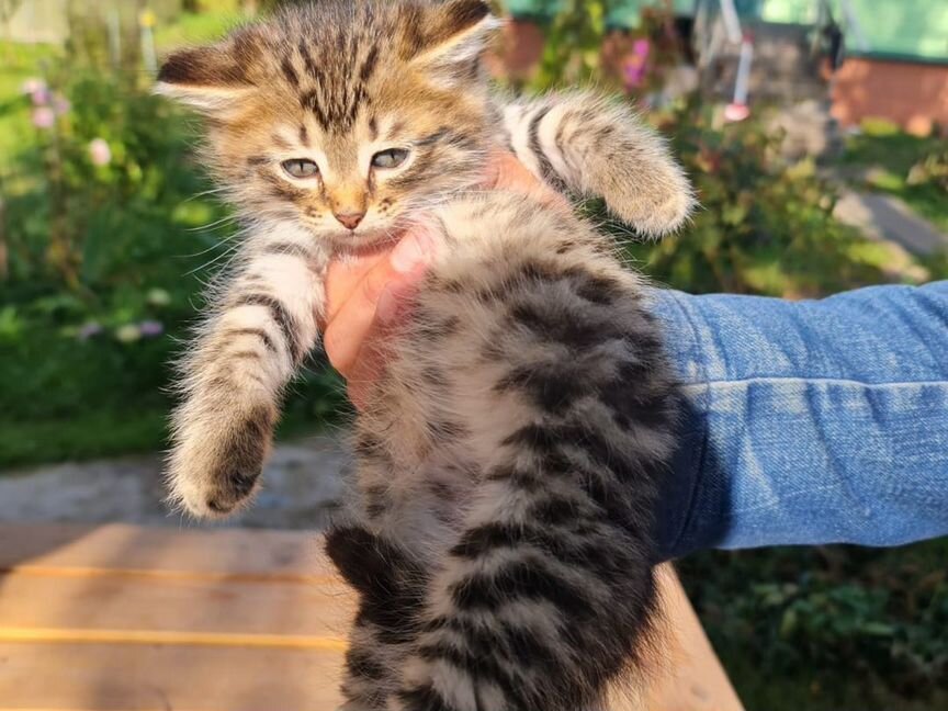 Котята от профессора