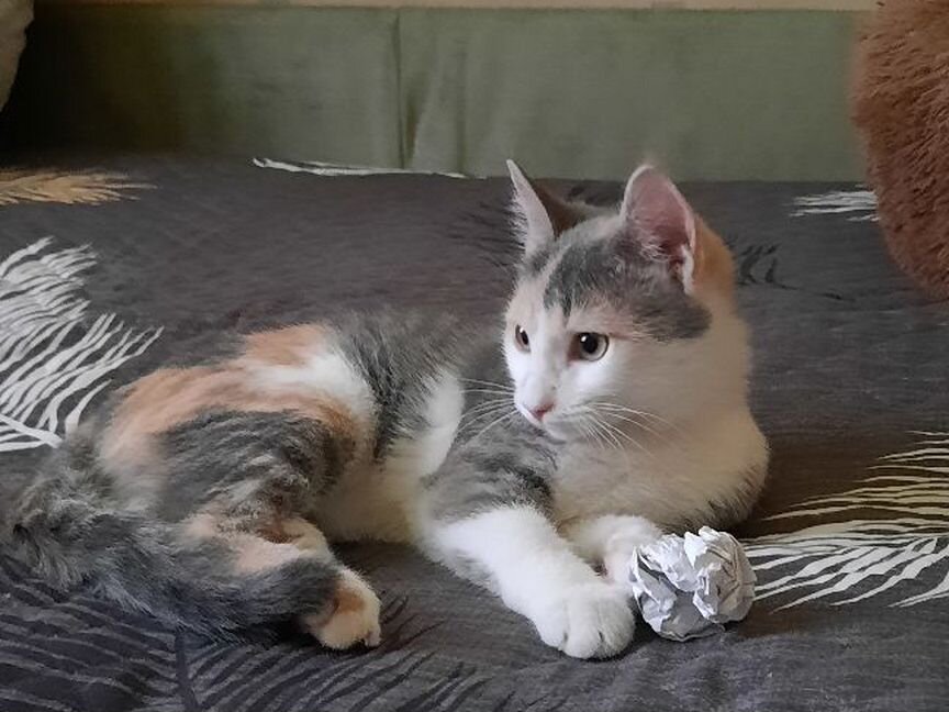 Кошечка в дар