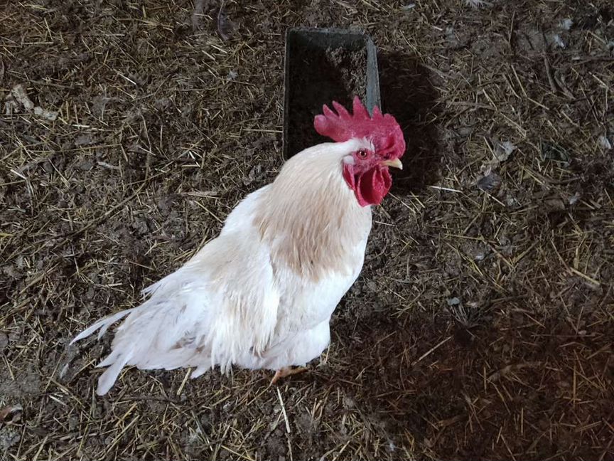 Петухи продаются в бавлах звонить по телефону