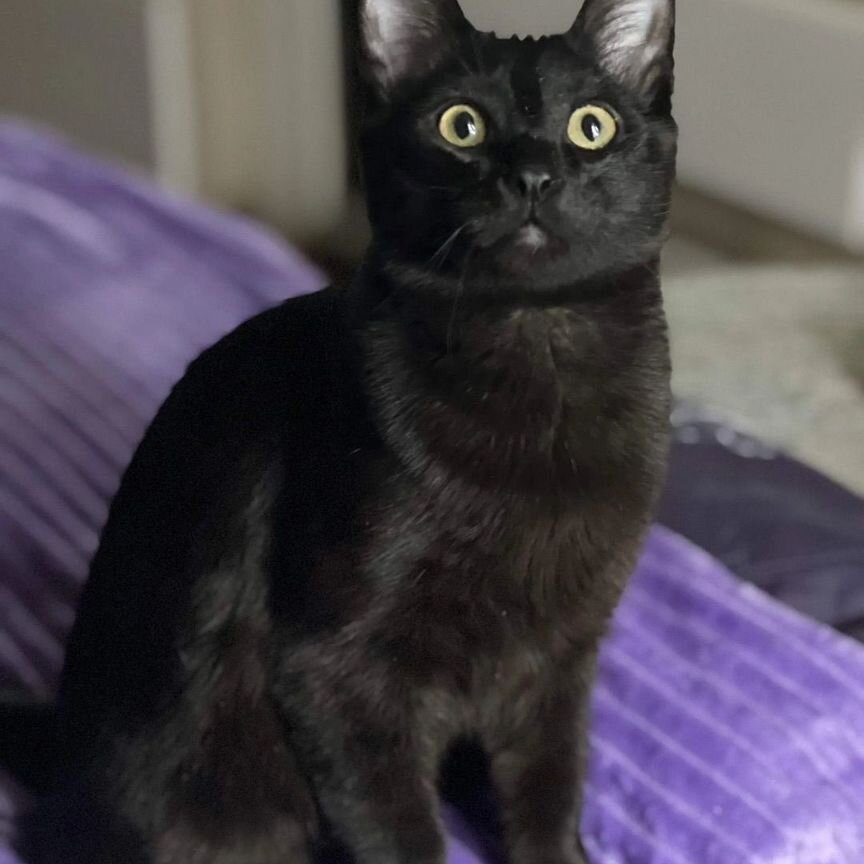 Подрощеный котенок