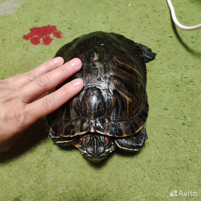 Красноухая черепаха бесплатно