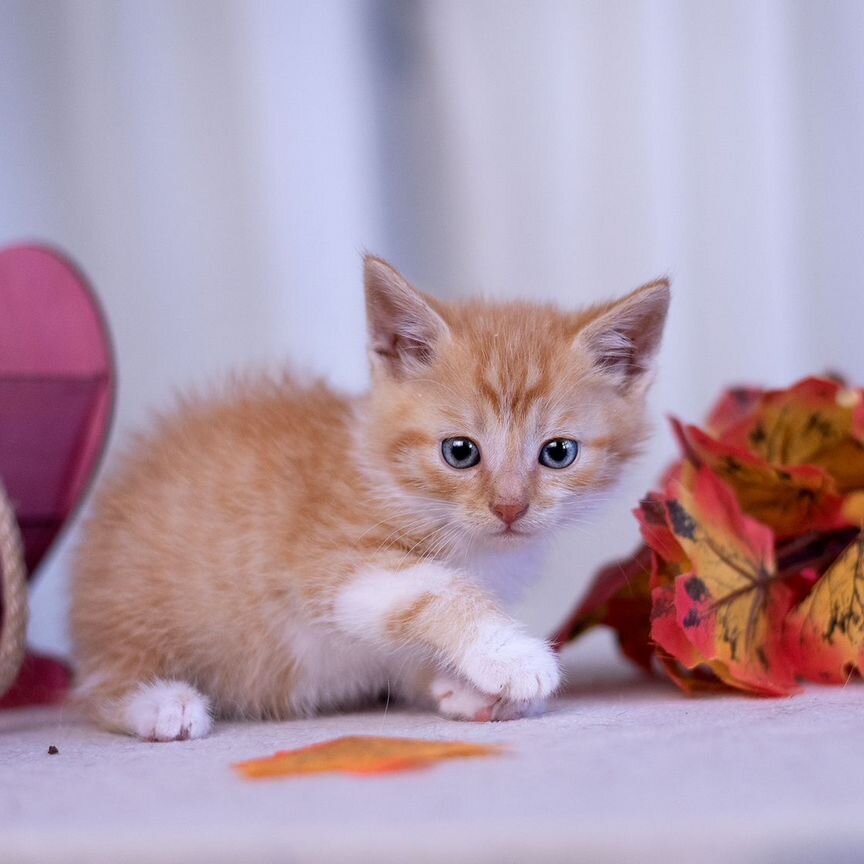 Рыжий котенок 1,5 месяца