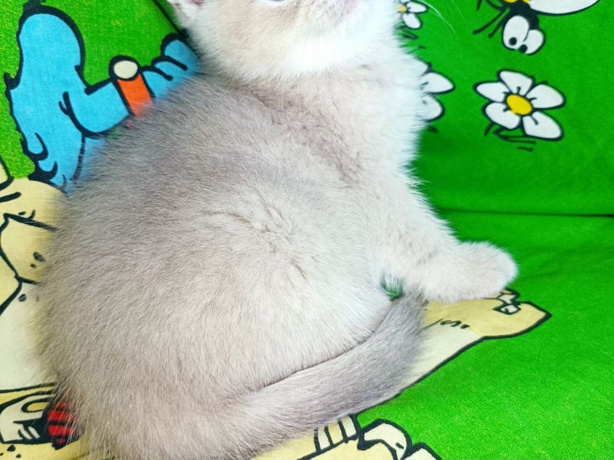 Лиловое золото