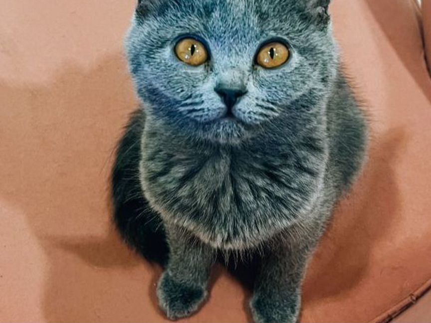 Британский котенок девочка