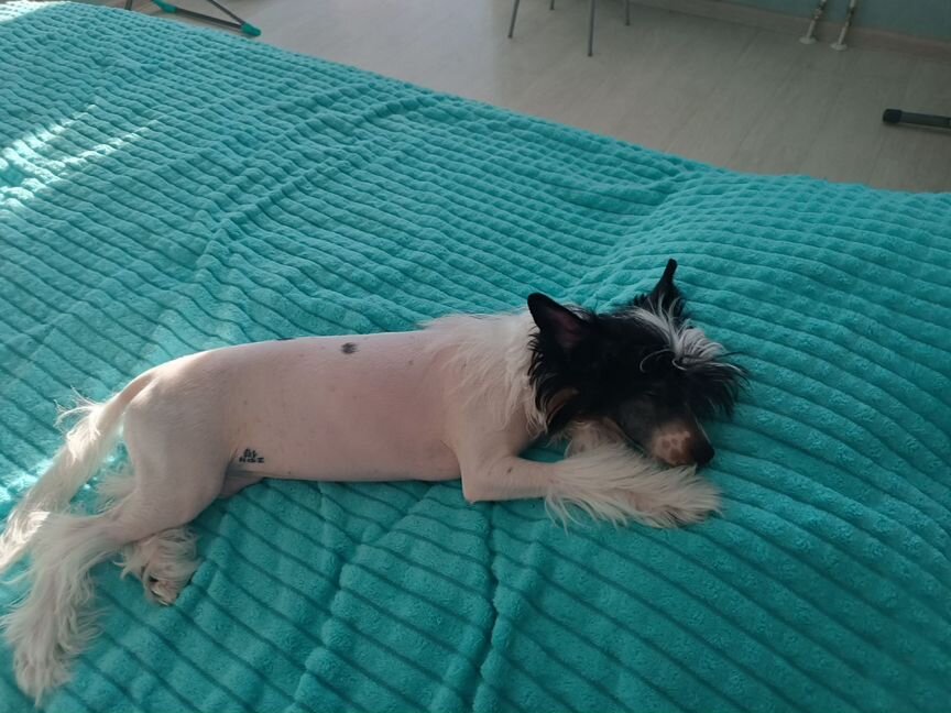 Прекрасная девочка ищет дом