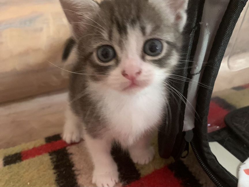 Котенок девочка