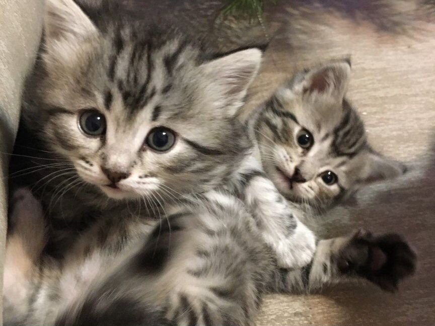 Котенок от папы "Британца только в добрые руки