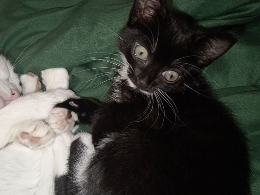 Кошка