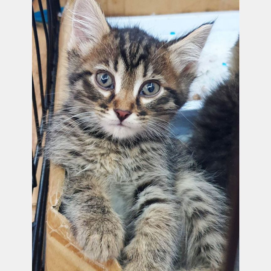 Котёнок мальчик