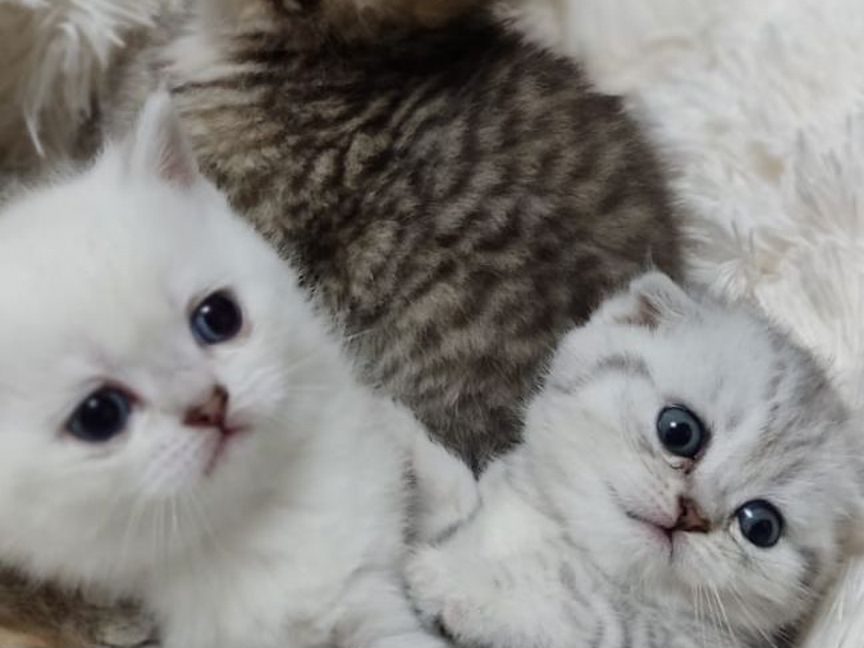Шотландские котята
