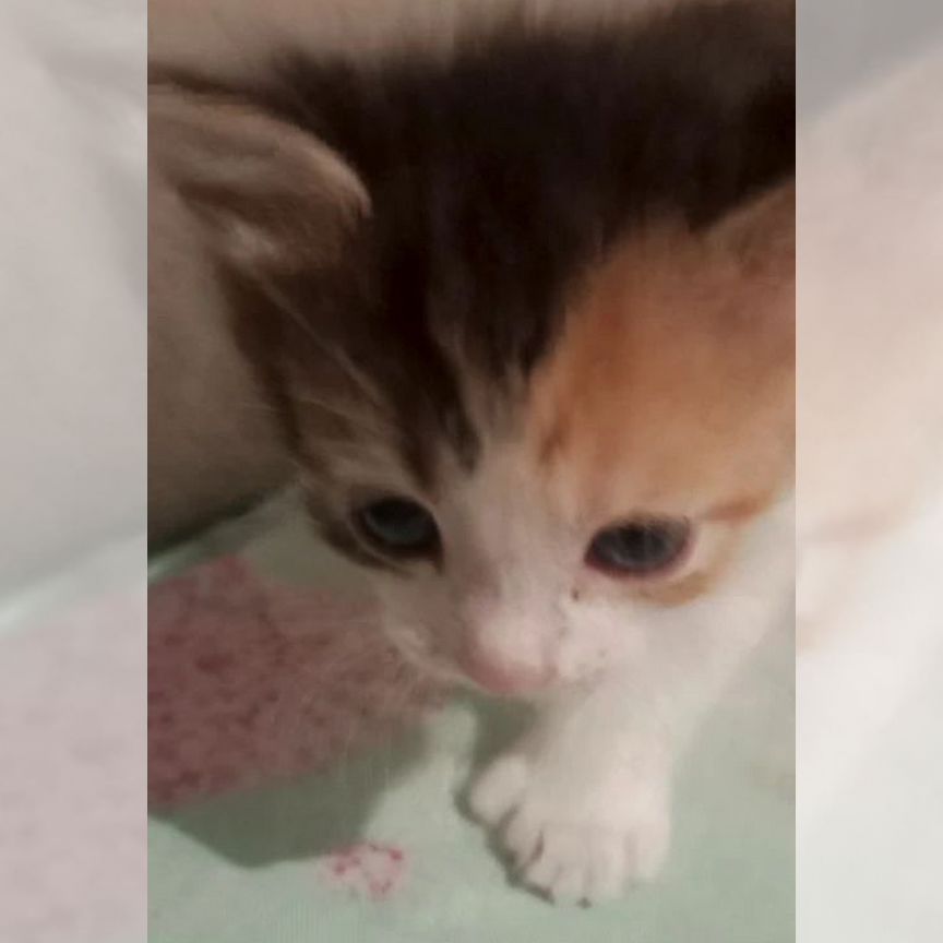 Мейн-кун котёнок