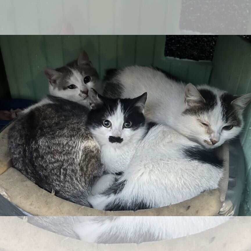 Котята 4мес