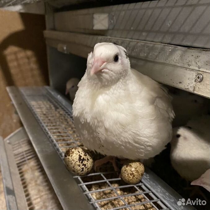 Яйцо инкубационное Техасских перепелов