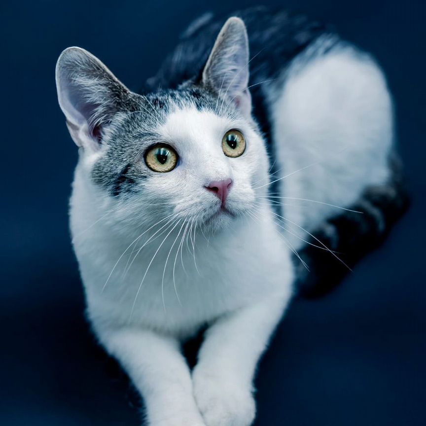 Котенок Бани в добрые руки 4 мес