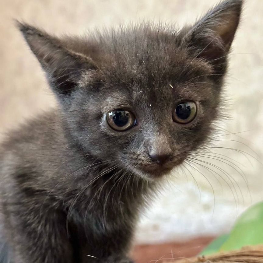 Серенький малыш котёнок как волчонок в добрые руки