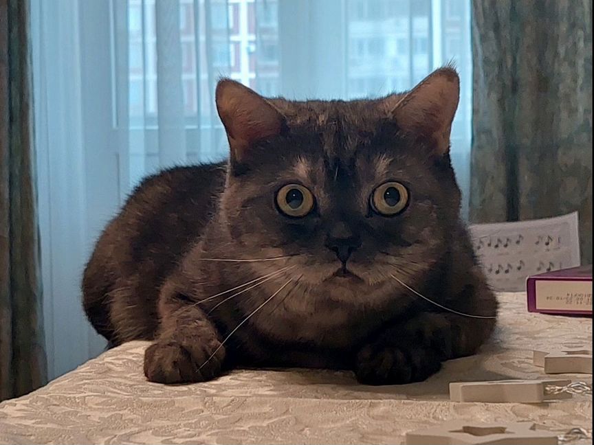 Кошка в хорошие руки Scottish straight 11 лет